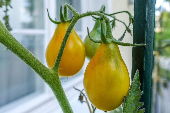 Tomatenstaude Bilder – Durchsuchen 381 Archivfotos, Vektorgrafiken und ...