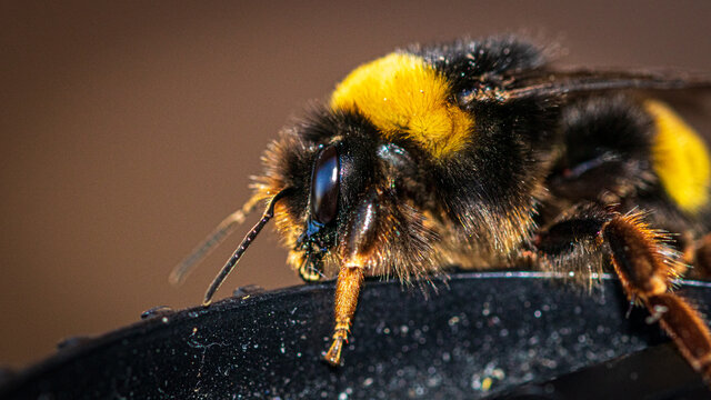 รูปภาพBombus – เลือกดูภาพถ่ายสต็อก เวกเตอร์ และวิดีโอ192,666 | Adobe Stock