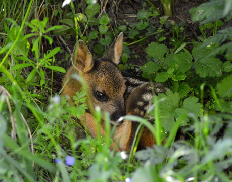 Sarenka bilder – Bläddra bland 138 stockfoton, vektorer och videor ...