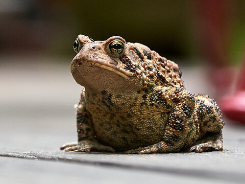 Polliwog bilder – Bläddra bland 9,490 stockfoton, vektorer och videor ...