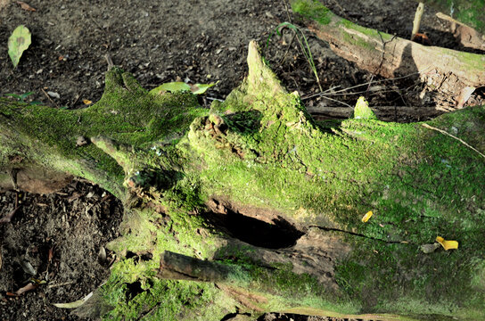 รูปภาพTronco – เลือกดูภาพถ่ายสต็อก เวกเตอร์ และวิดีโอ24,849 | Adobe Stock