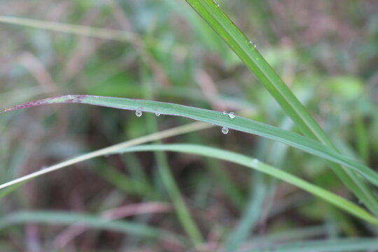 Embun Images – Browse 30 Stock Photos, Vectors, and Video | Adobe Stock