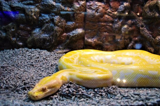 "Burmese Python" Images – Browse 1,584 Stock Photos, Vectors, and Video ...
