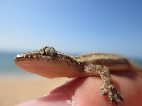 Gekkon Images – Browse 35 Stock Photos, Vectors, and Video | Adobe Stock