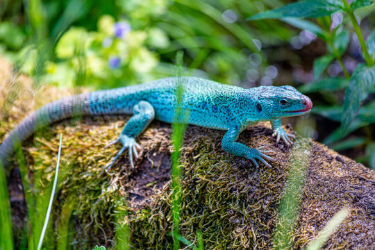 「Lizzard」の画像 - 5,234 件の Stock 写真、ベクターおよびビデオ | Adobe Stock