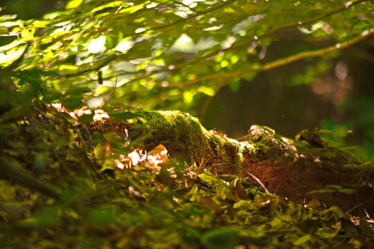 Sommereiche Bilder – Durchsuchen 17,387 Archivfotos, Vektorgrafiken und ...