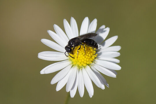 Colletidae Imagens – Procure 314 fotos, vetores e vídeos | Adobe Stock