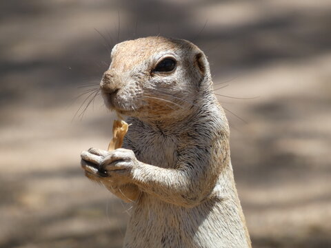 รูปภาพXerus – เลือกดูภาพถ่ายสต็อก เวกเตอร์ และวิดีโอ1,752 | Adobe Stock