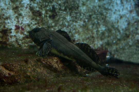 Cottidae Bilder – Durchsuchen 59 Archivfotos, Vektorgrafiken und Videos ...