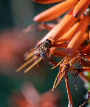 Corbiculae Bilder – Durchsuchen 494 Archivfotos, Vektorgrafiken und ...