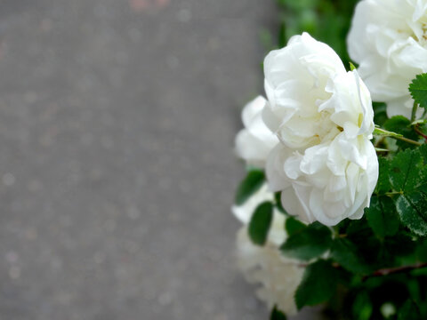 "Shrub Rose" Billeder – Gennemse 733 stockfotos, vektorer og videoer ...