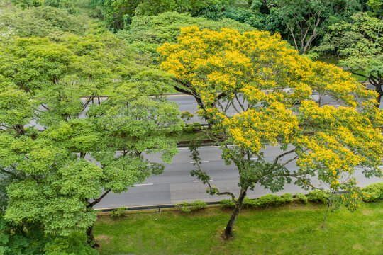 Philippine National Tree Narra