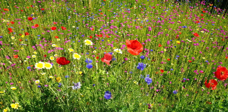 รูปภาพNahrungsangebot – เลือกดูภาพถ่ายสต็อก เวกเตอร์ และวิดีโอ153 | Adobe Stock