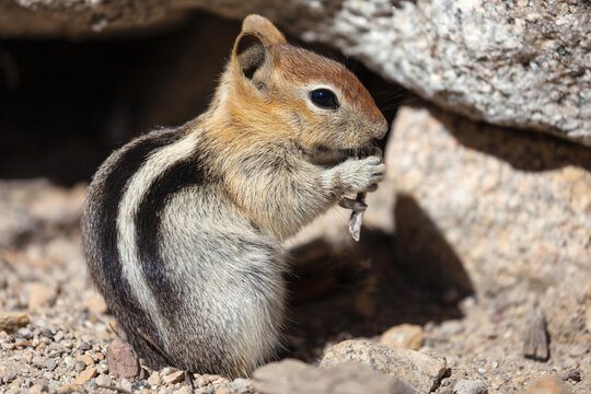 Western Chipmunk