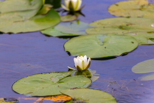 Nufar Bilder – Durchsuchen 33 Archivfotos, Vektorgrafiken und Videos ...
