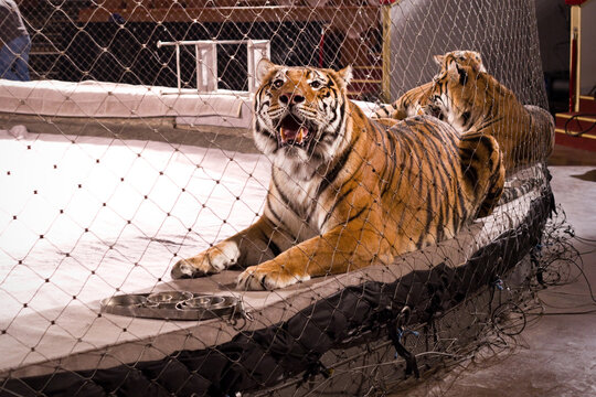 Tiger Stretch Bilder – Durchsuchen 864 Archivfotos, Vektorgrafiken und ...