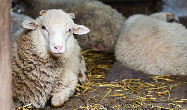 รูปภาพBaa-Lamb – เลือกดูภาพถ่ายสต็อก เวกเตอร์ และวิดีโอ387 | Adobe Stock