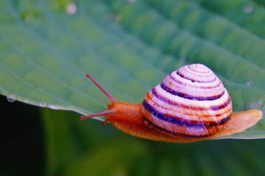 Most Beautiful Snail