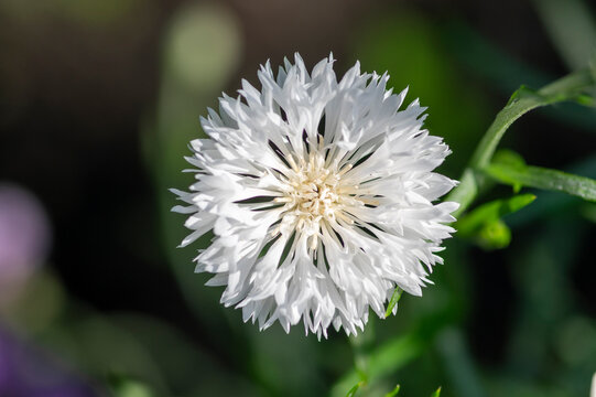 Centaurea Images – Browse 22,502 Stock Photos, Vectors, and Video ...