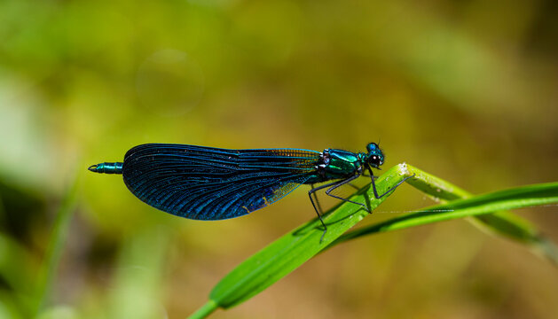 Odonates Images – Browse 44,713 Stock Photos, Vectors, and Video ...