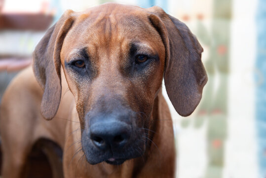 Rhodesian Images – Browse 14,327 Stock Photos, Vectors, and Video ...