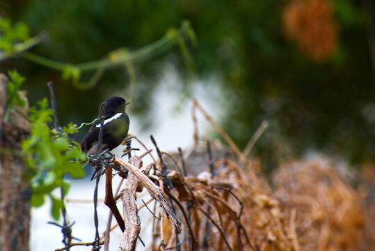 "Black Robin" Images – Browse 110 Stock Photos, Vectors, and Video | Adobe Stock