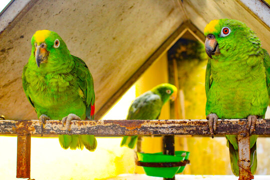 "Green Parrots" Images – Browse 1,053 Stock Photos, Vectors, and Video ...