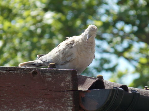 Babytaube Bilder – Durchsuchen 11,761 Archivfotos, Vektorgrafiken und ...