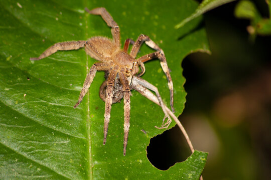 Tarantula Eating Lizard