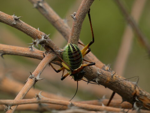 "Acanthoplus Discoidalis" Images – Browse 118 Stock Photos, Vectors ...