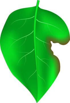 "Torn Leaf" Images – Browse 21 Stock Photos, Vectors, and Video | Adobe ...