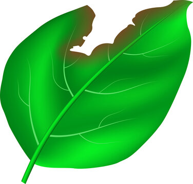 "Torn Leaf" Images – Browse 21 Stock Photos, Vectors, and Video | Adobe ...