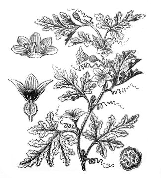 Watermelon Growing Drawing