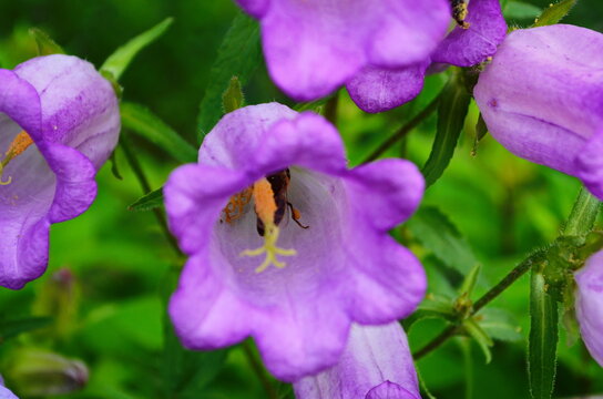 รูปภาพBell-Flower – เลือกดูภาพถ่ายสต็อก เวกเตอร์ และวิดีโอ1,594 | Adobe ...