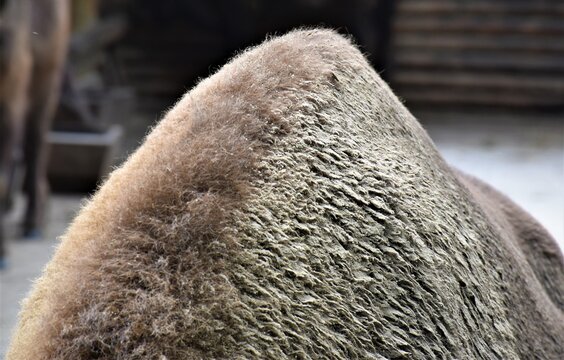 Skura Images Browse 71 Stock Photos Vectors And Video Adobe Stock