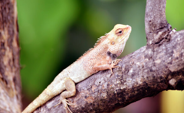 Girgit Bilder – Durchsuchen 2,716 Archivfotos, Vektorgrafiken und ...