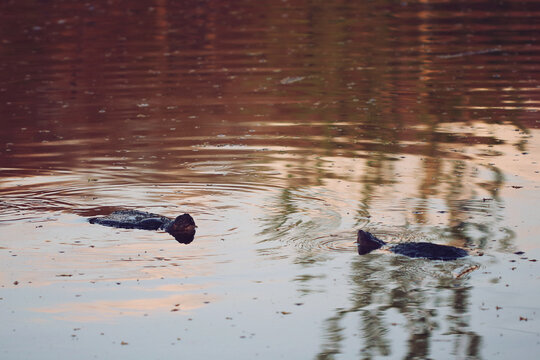 รูปภาพChelydridae – เลือกดูภาพถ่ายสต็อก เวกเตอร์ และวิดีโอ1,709 | Adobe ...