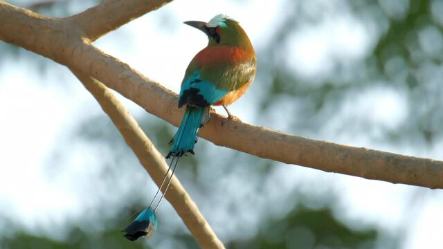 Imágenes de Torogoz: descubre bancos de fotos, ilustraciones, vectores ...