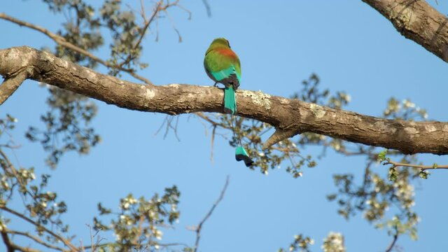 Imágenes de Torogoz: descubre bancos de fotos, ilustraciones, vectores ...