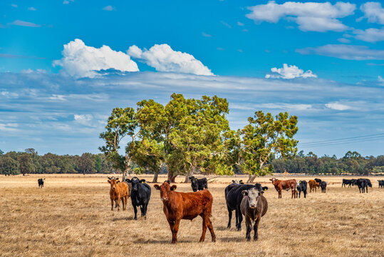 "Australian Farming"-Bilder: Stock-Fotos & -Videos. | Adobe Stock