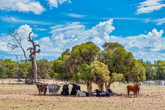 "Australian Farming"-Bilder: Stock-Fotos & -Videos. | Adobe Stock
