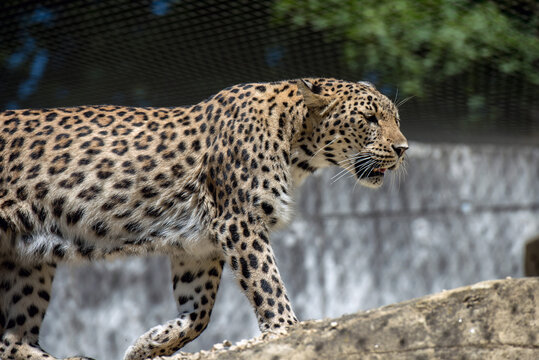 「Fleckig」の写真素材 | 8,141件の無料イラスト画像 | Adobe Stock
