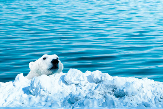 รูปภาพHypercarnivorous – เลือกดูภาพถ่ายสต็อก เวกเตอร์ และวิดีโอ368 ...