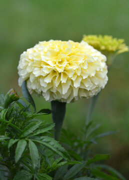 Tagette Images – Browse 64 Stock Photos, Vectors, and Video | Adobe Stock