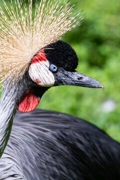 รูปภาพCoronata – เลือกดูภาพถ่ายสต็อก เวกเตอร์ และวิดีโอ1,121 | Adobe Stock