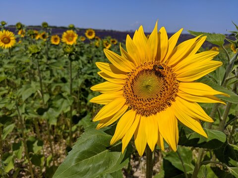 "Saison Estivale" Images – Browse 471 Stock Photos, Vectors, and Video ...