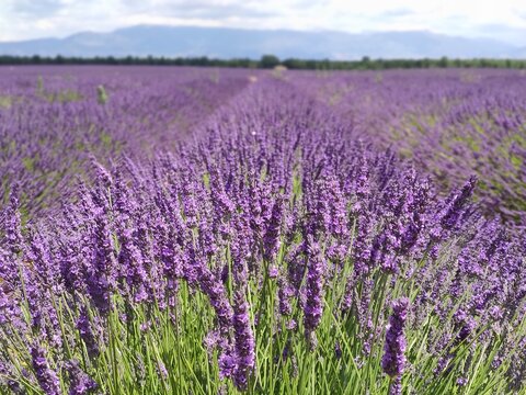 "Saison Estivale" Images – Browse 471 Stock Photos, Vectors, and Video ...