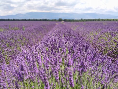 "Saison Estivale" Images – Browse 471 Stock Photos, Vectors, and Video ...