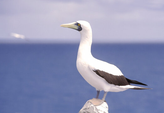 Sula Bilder – Durchsuchen 12,705 Archivfotos, Vektorgrafiken und Videos ...