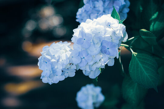 「青い花」の画像 - 776,885 件の Stock 写真、ベクターおよびビデオ | Adobe Stock